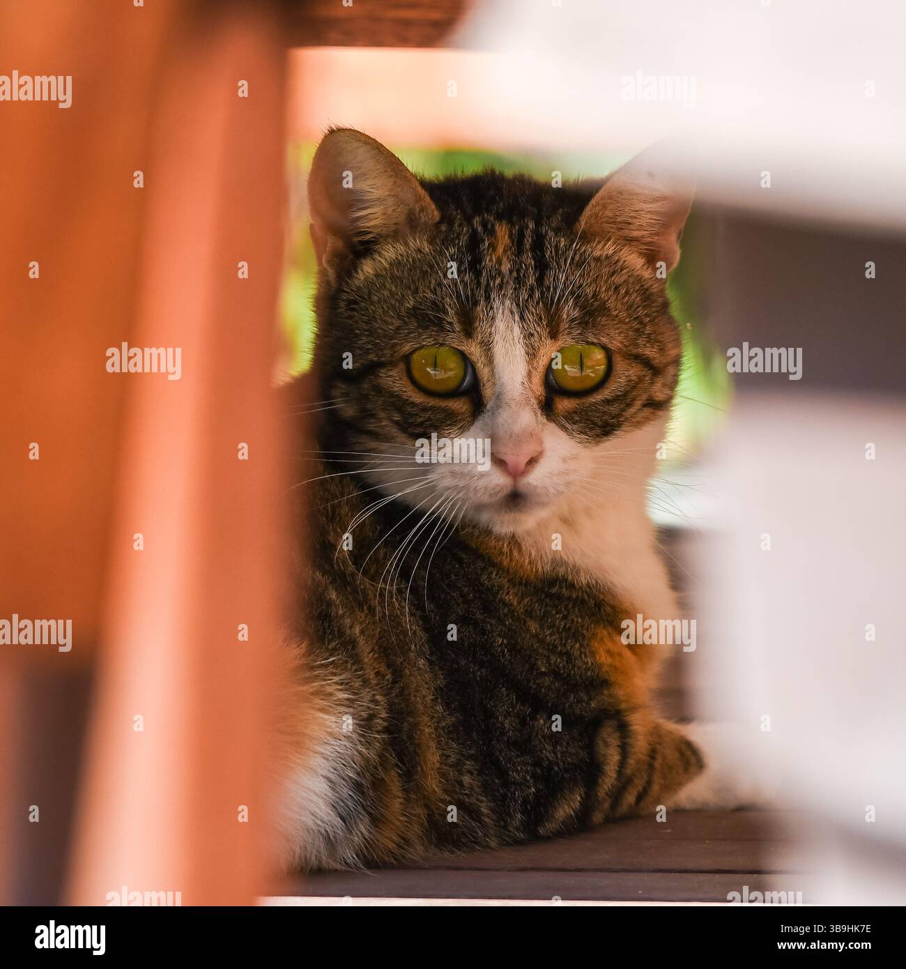 Egyptian cat hi-res stock photography and images - Alamy