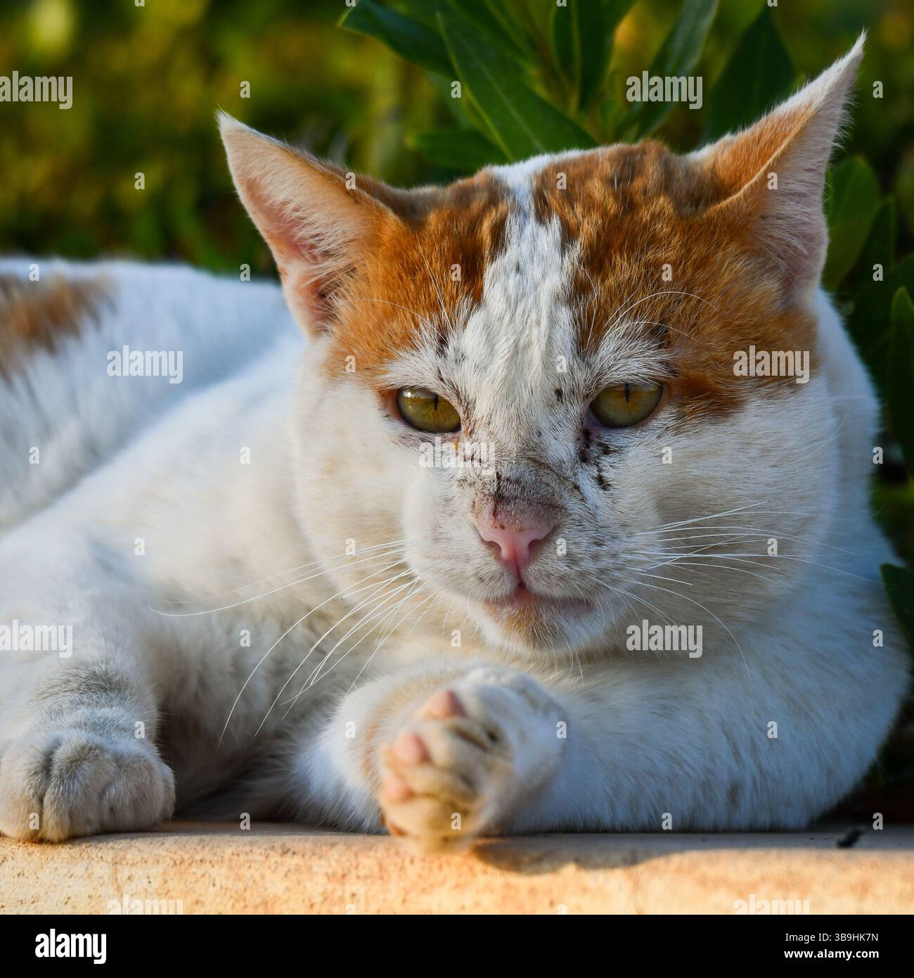 Egyptian baladi hi-res stock photography and images - Alamy