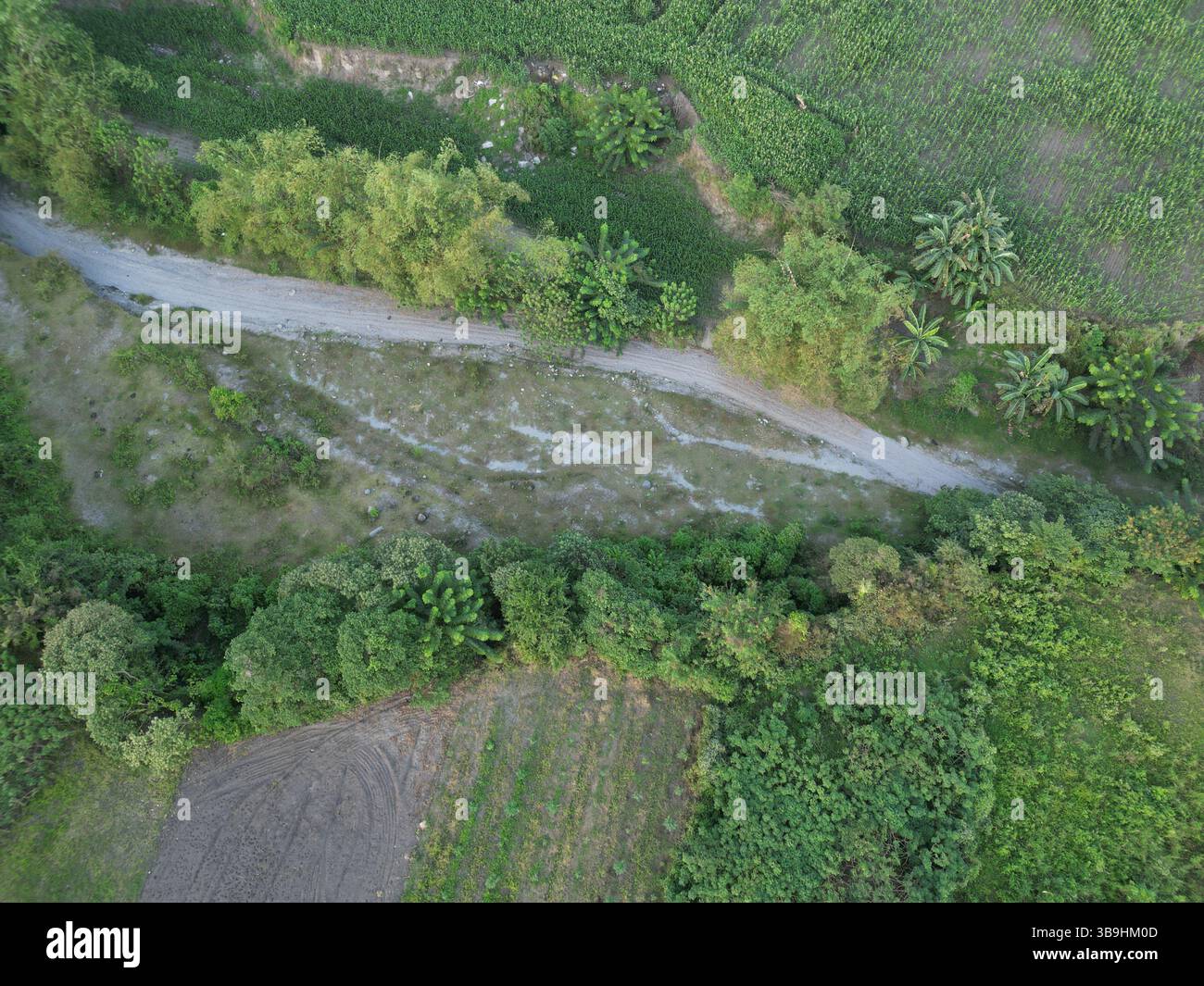 Lush green banana papaya plants hi-res stock photography and images - Alamy