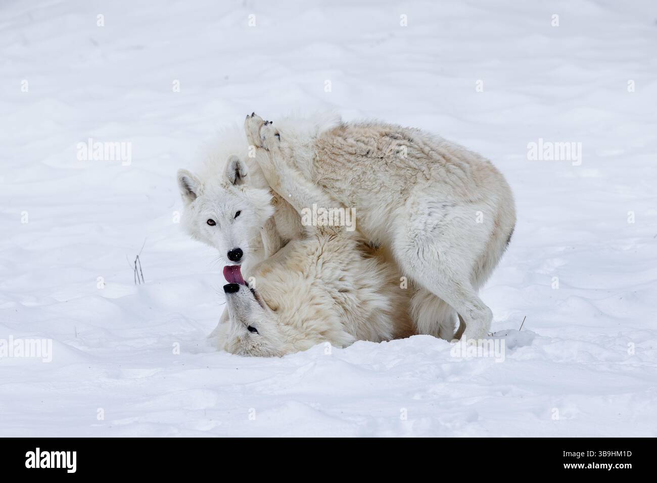 The Arctic wolf also known as the white wolf, polar wolf, and the Arctic grey wolf, is a ...