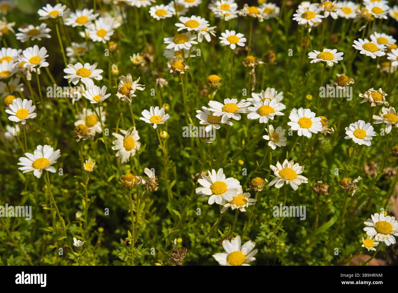 a bunch of crown daisies in a front yard among other vegetation, in ...