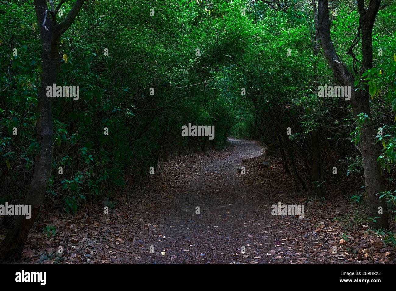 A serene forest walkway, which I call a "path to the unknown". Location ...