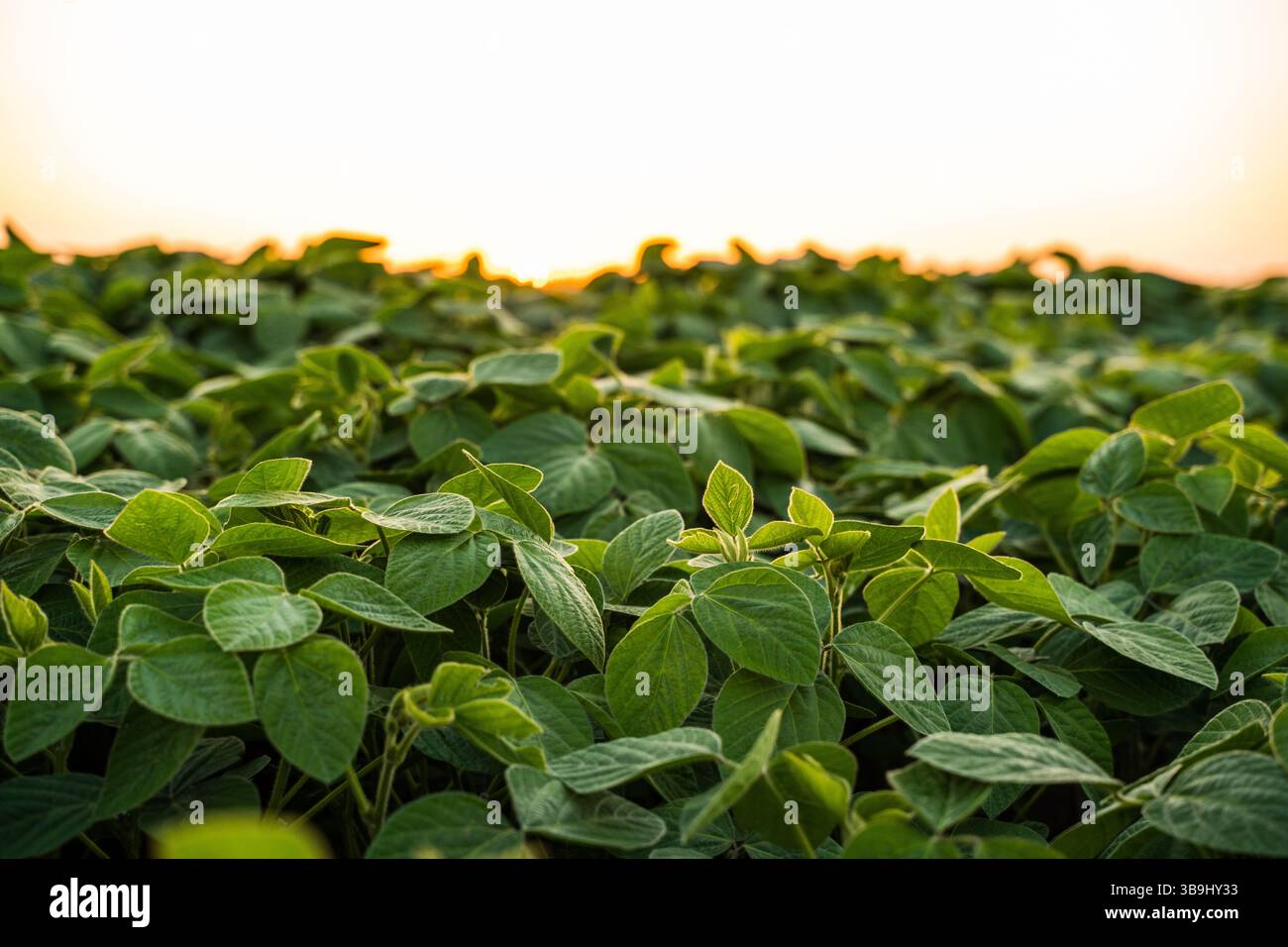 A detailed closeup of soybean leaves highlighted by soft sunset glow ...