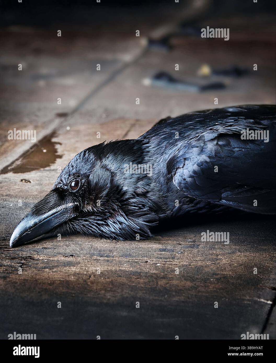 Crow head vector art hi-res stock photography and images - Alamy