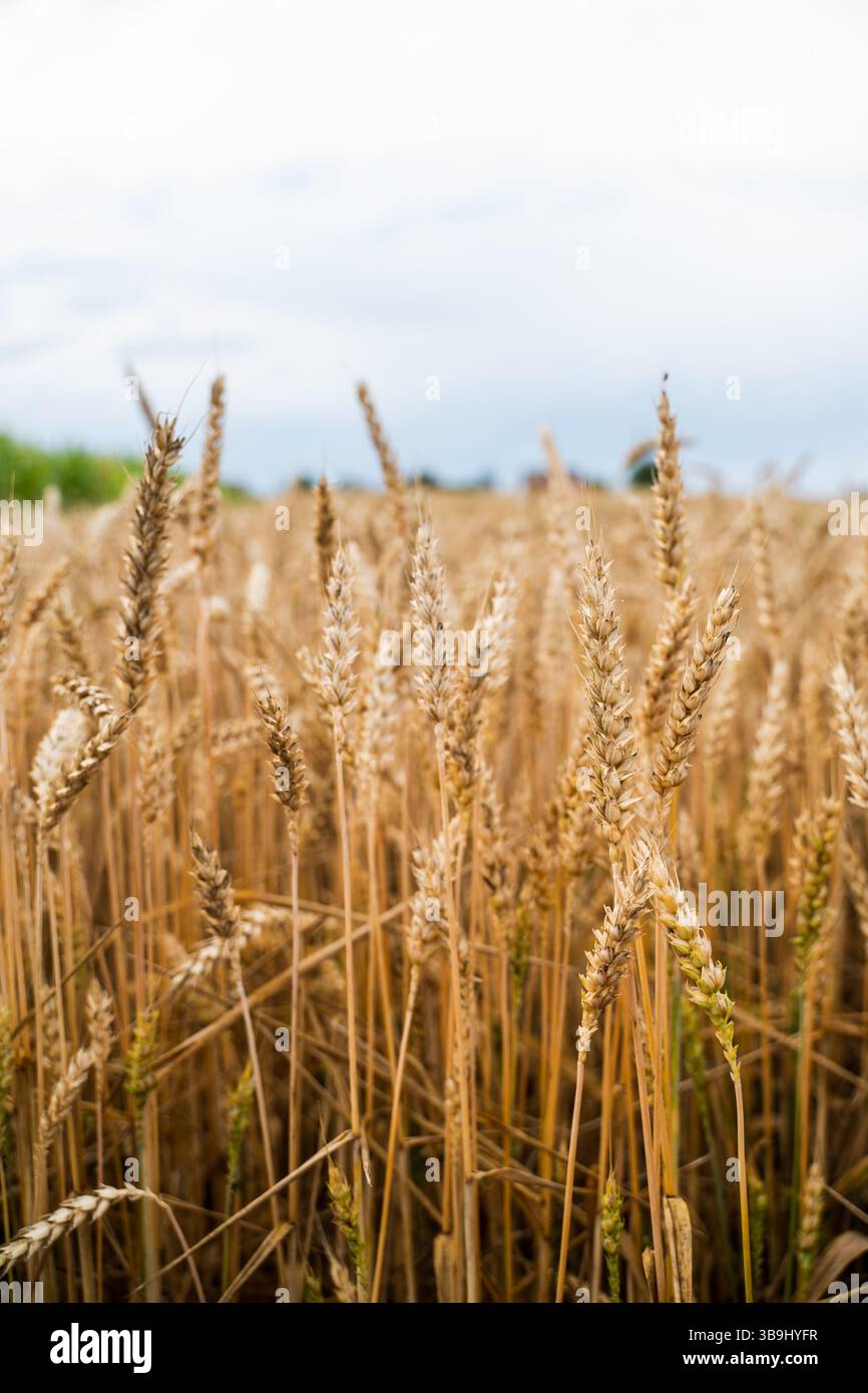High wheat stalks captured in full growth during late summer with crisp ...