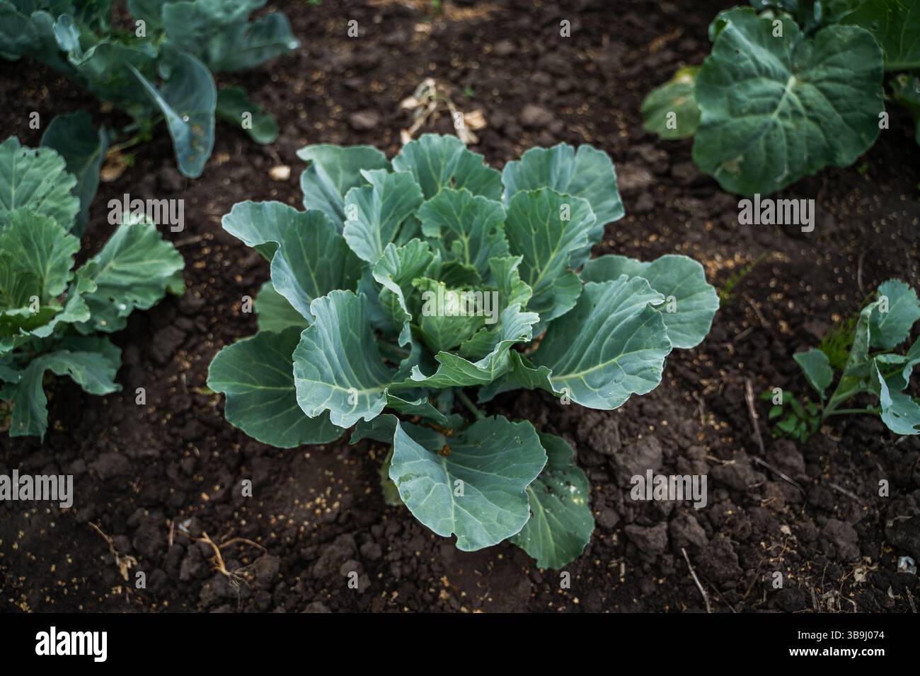 A detailed view of a full-grown cabbage plant with wide green leaves ...