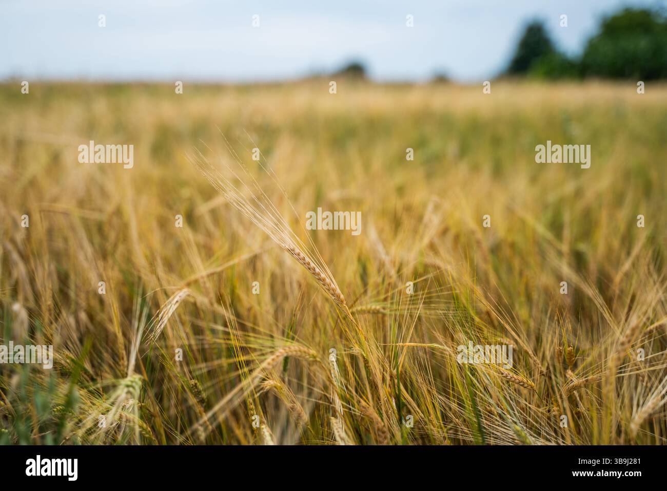Sharp barley spike emerging from soft yellow field, symbolizing ...