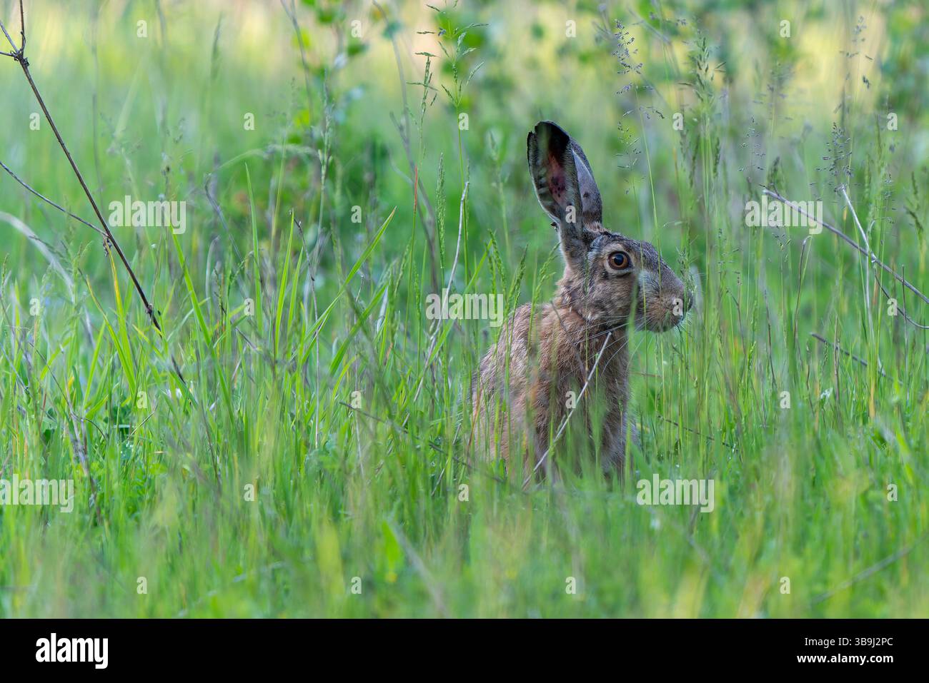 A European hare stands upright in the tall grass, ears raised and alert ...