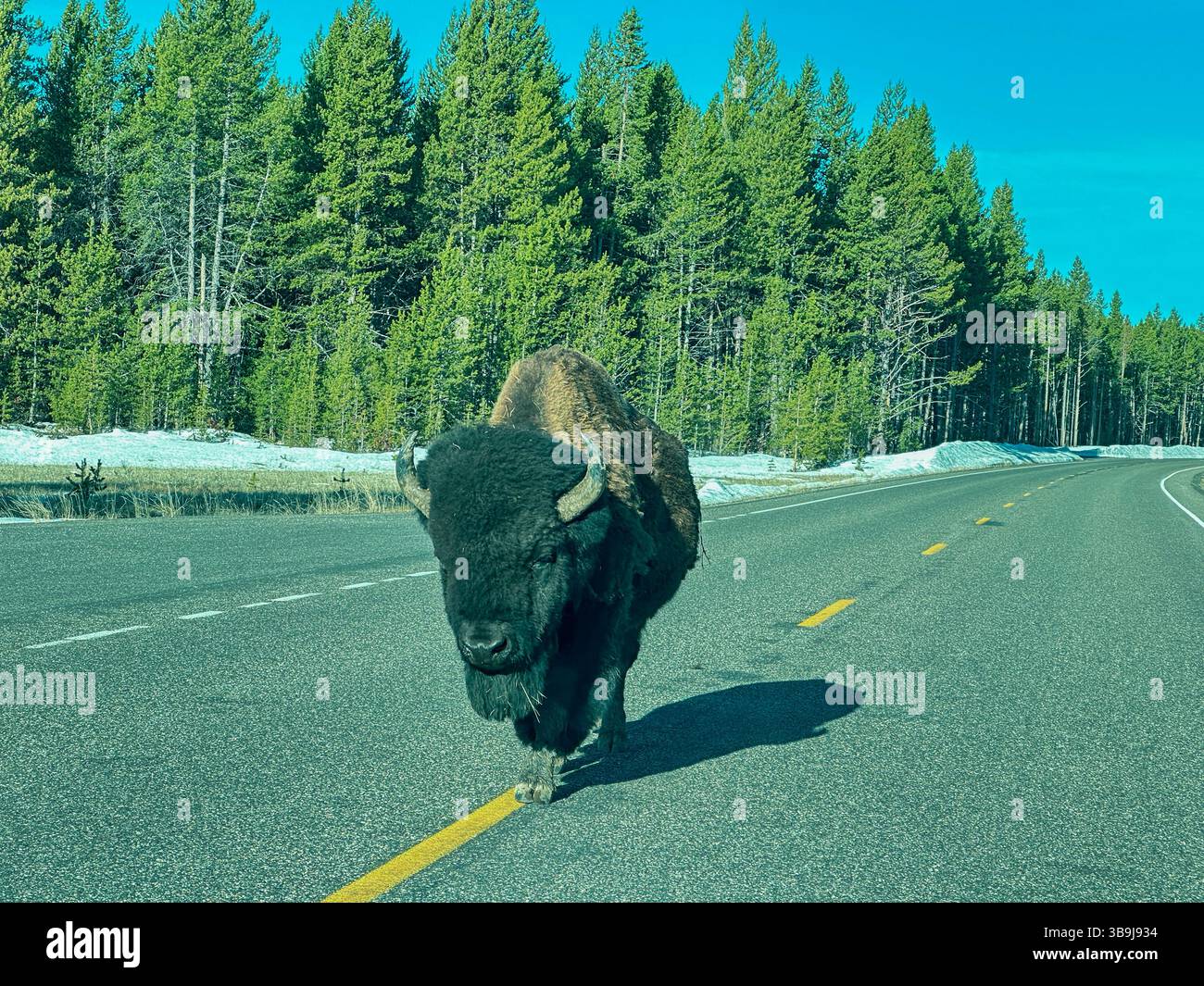 North American Bison, buffalo, walks center yellow line of road highway ...
