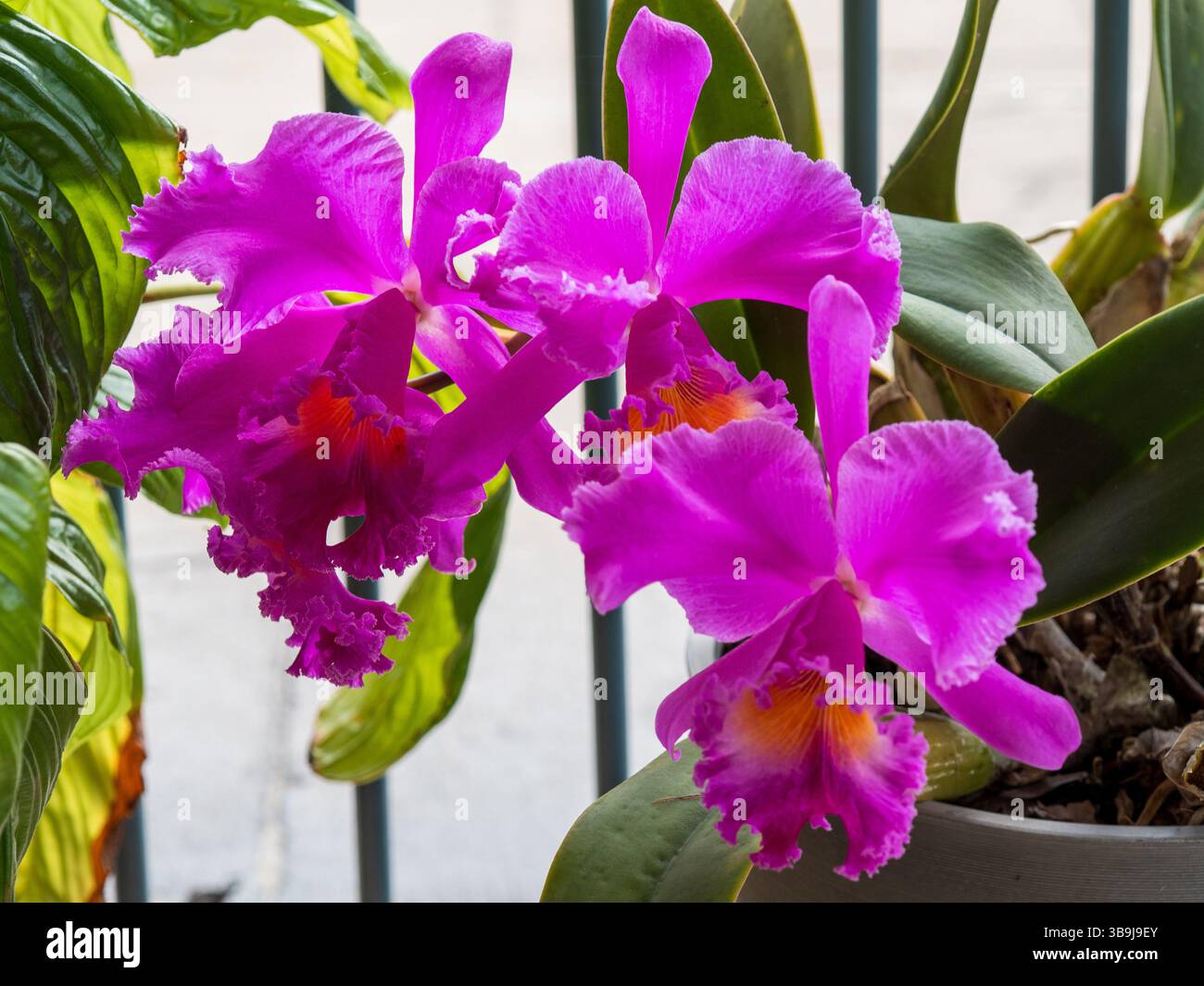 Bright pink purple Cattleya Orchid flowers Stock Photo - Alamy