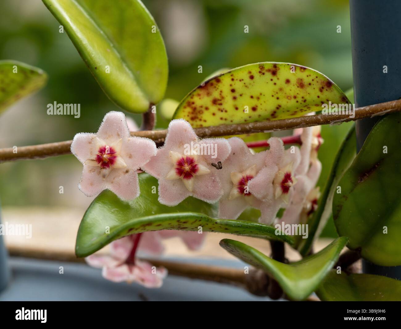 Hoya Carnosa flowers and leaves on the vine Stock Photo - Alamy