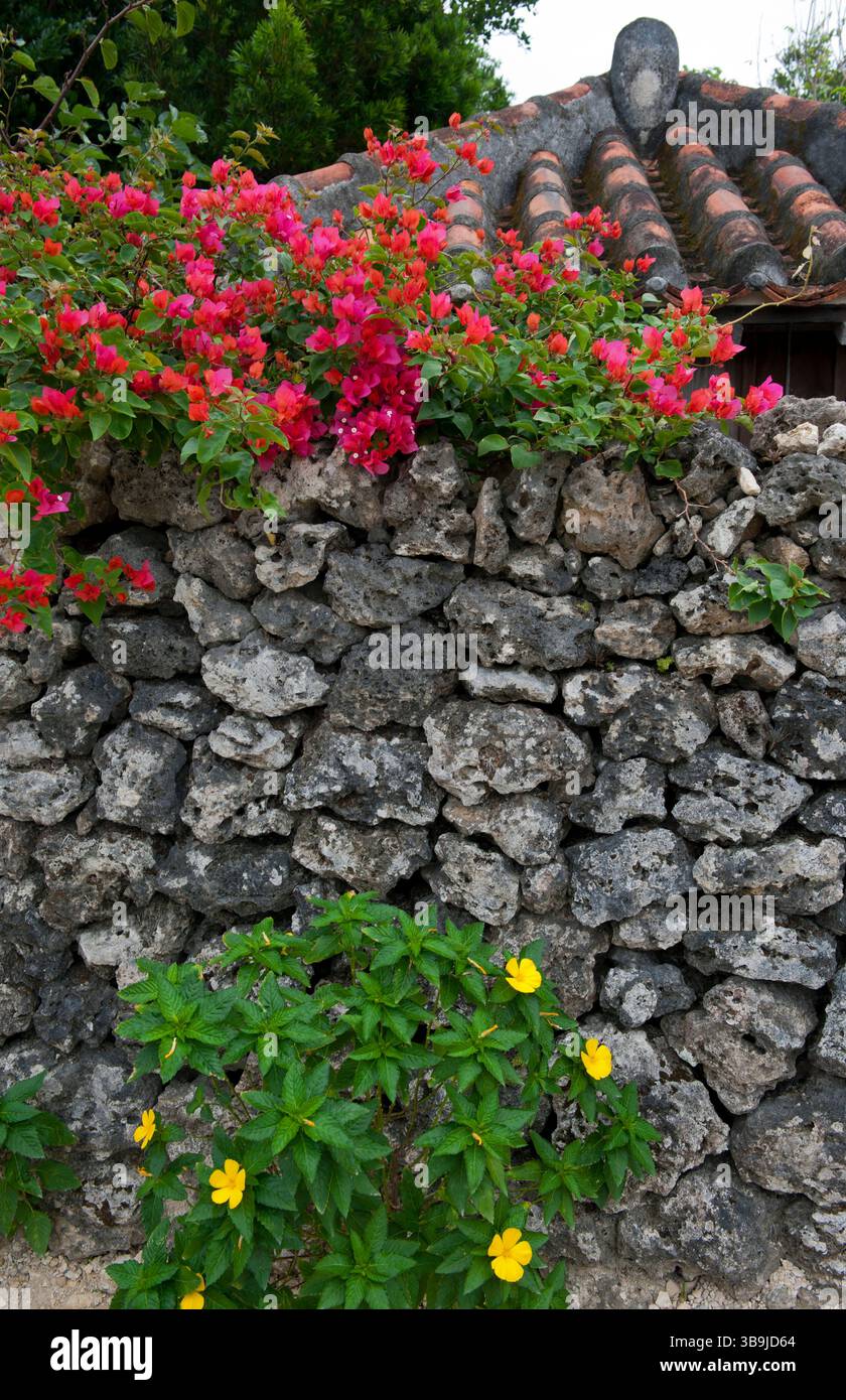 Turnera diffusa (damiana), a woody shrub producing small, aromatic ...