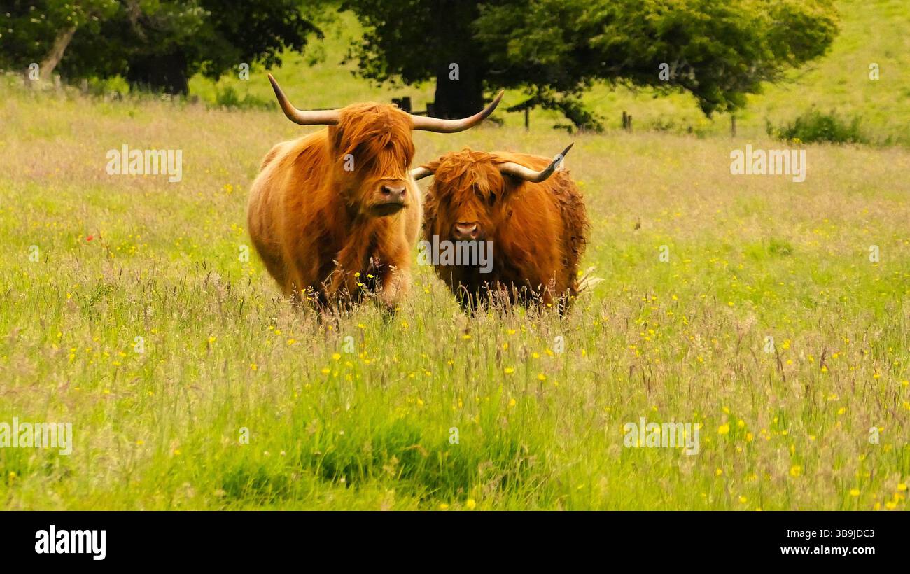 Scottish coos hi-res stock photography and images - Alamy