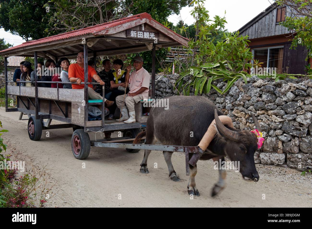 Ox drawn wagon with tourists aboard travels slowly around the dirt ...
