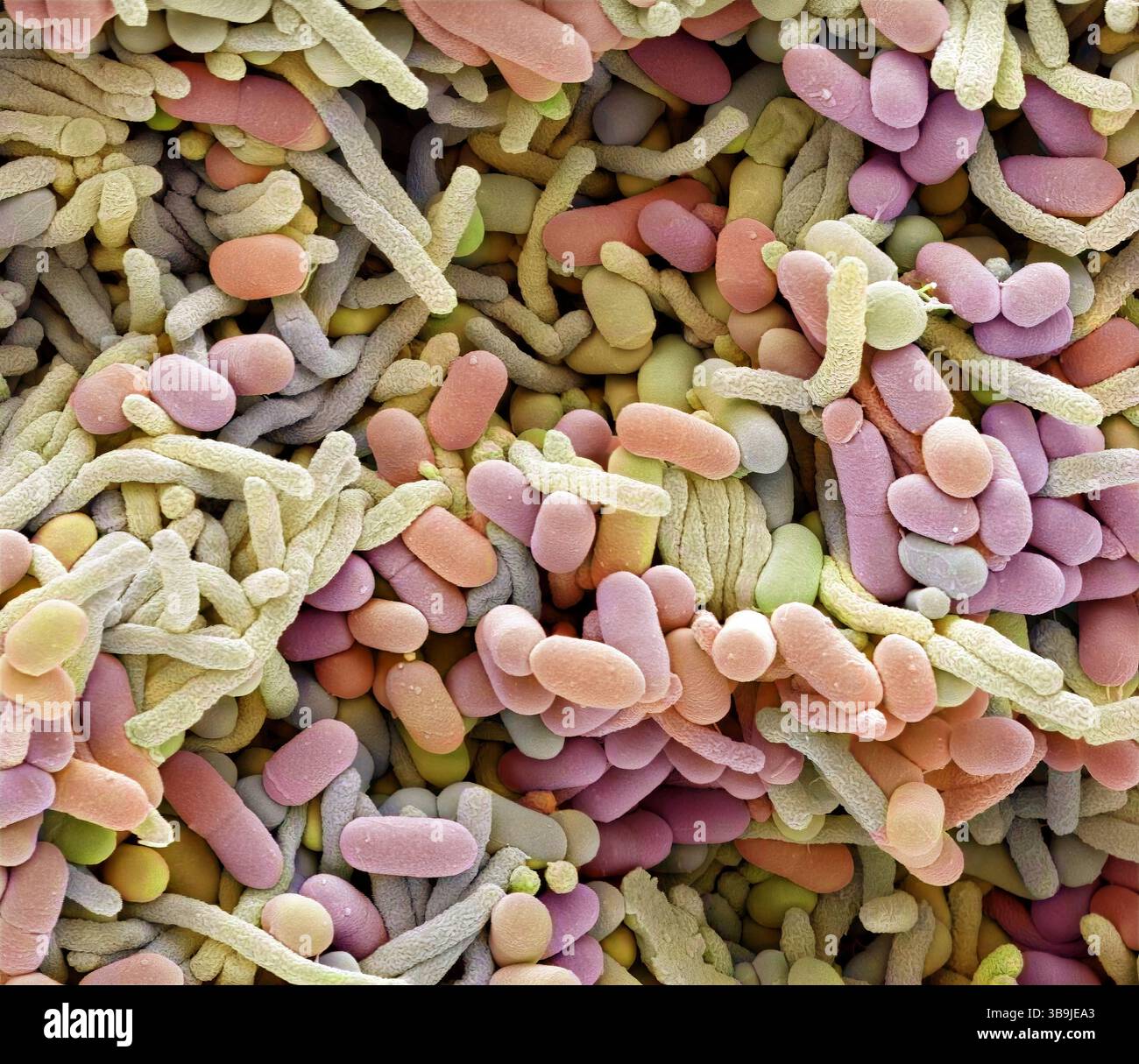 Group escherichia coli bacteria hi-res stock photography and images - Alamy