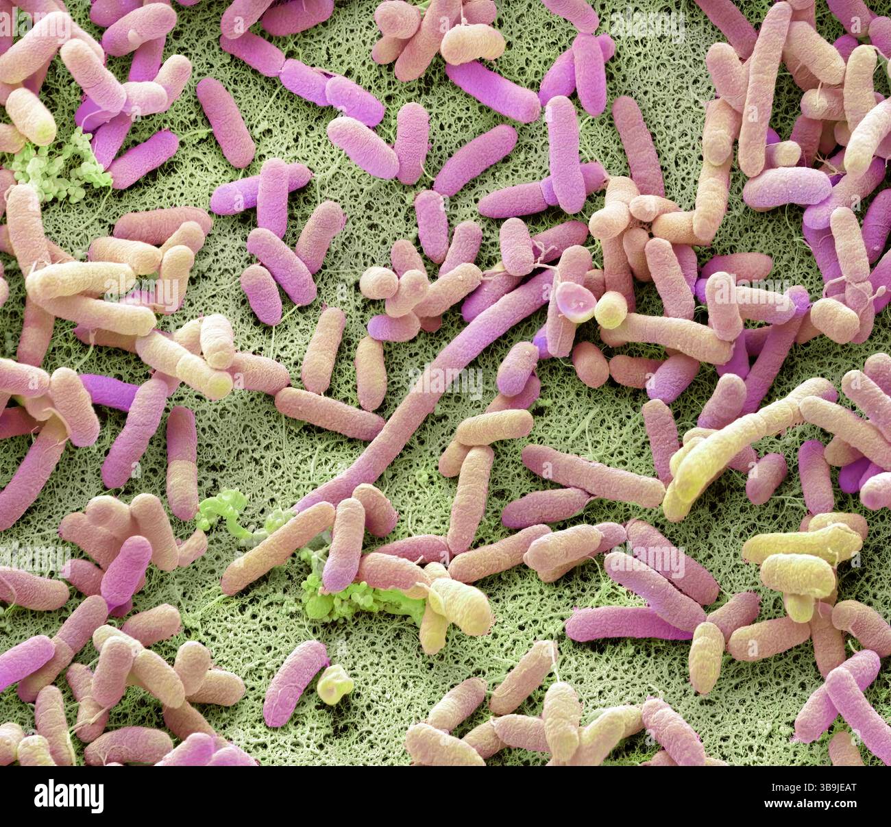 Bacteria hi-res stock photography and images - Alamy