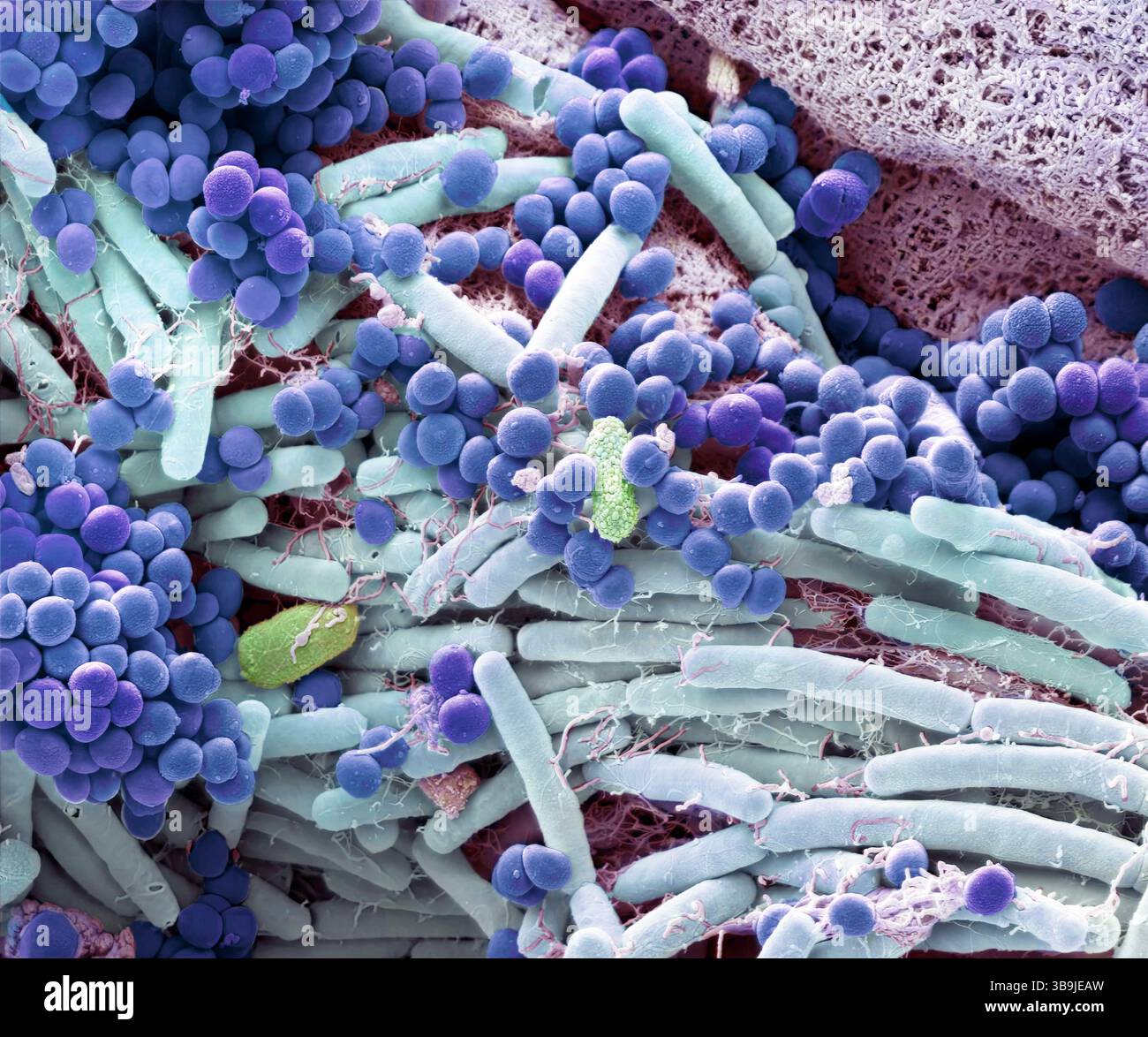 Skin bacteria, SEM Stock Photo - Alamy