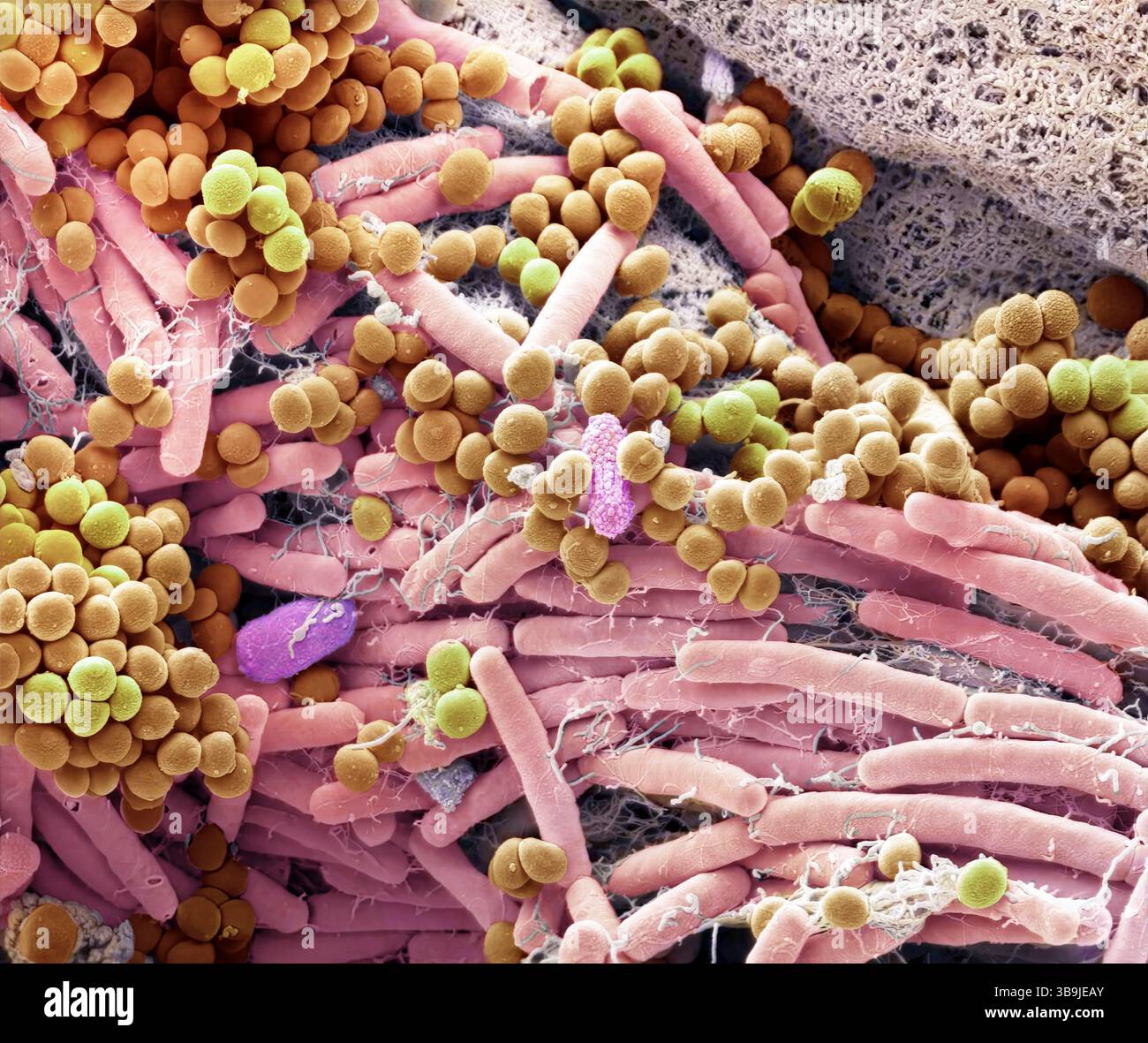 Skin bacteria, SEM Stock Photo - Alamy