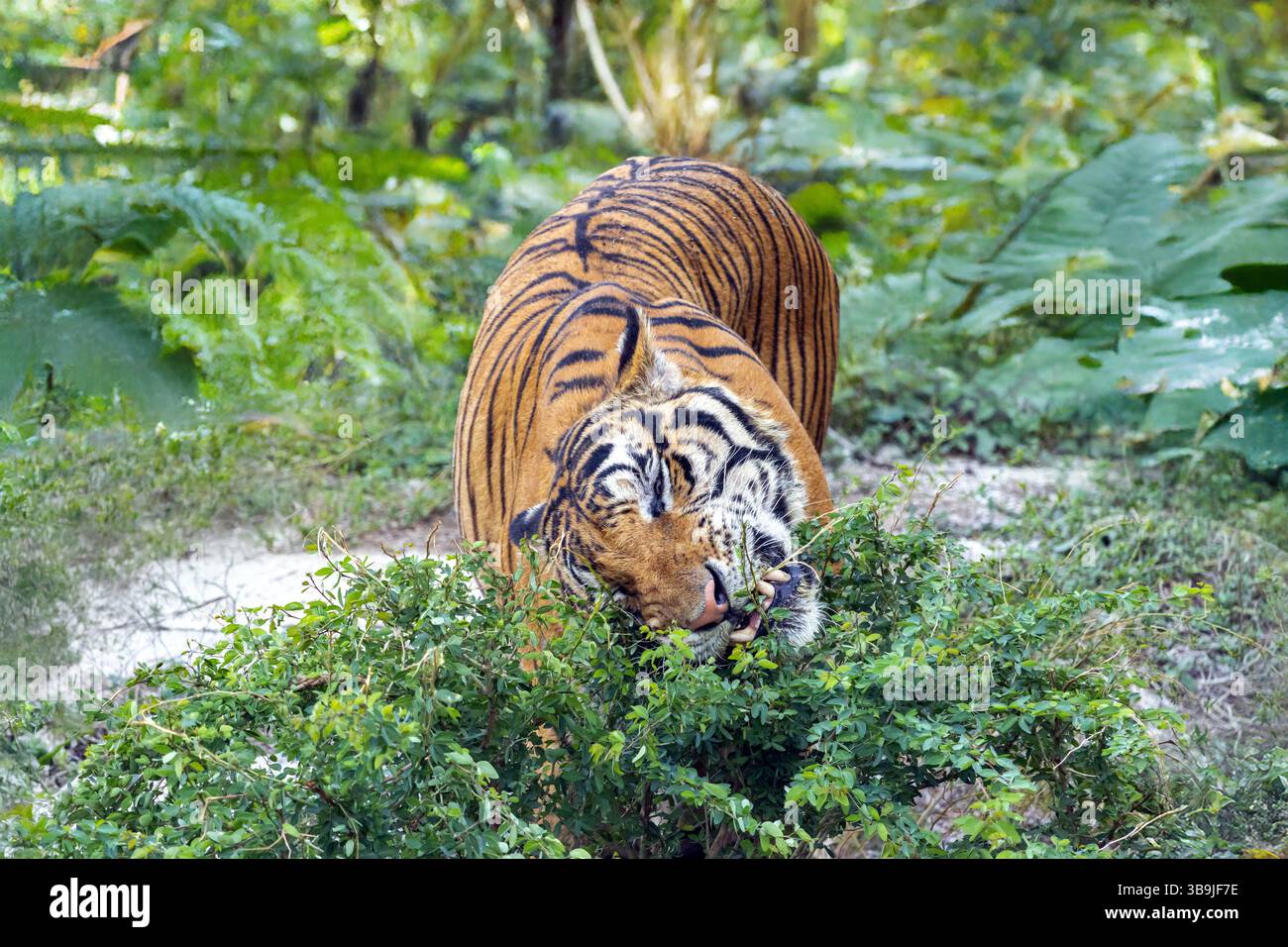 Digestive aiding hi-res stock photography and images - Alamy