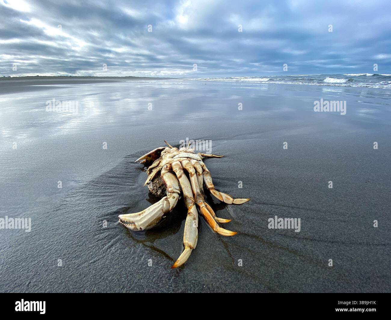 Long beach washington crab hi-res stock photography and images - Alamy