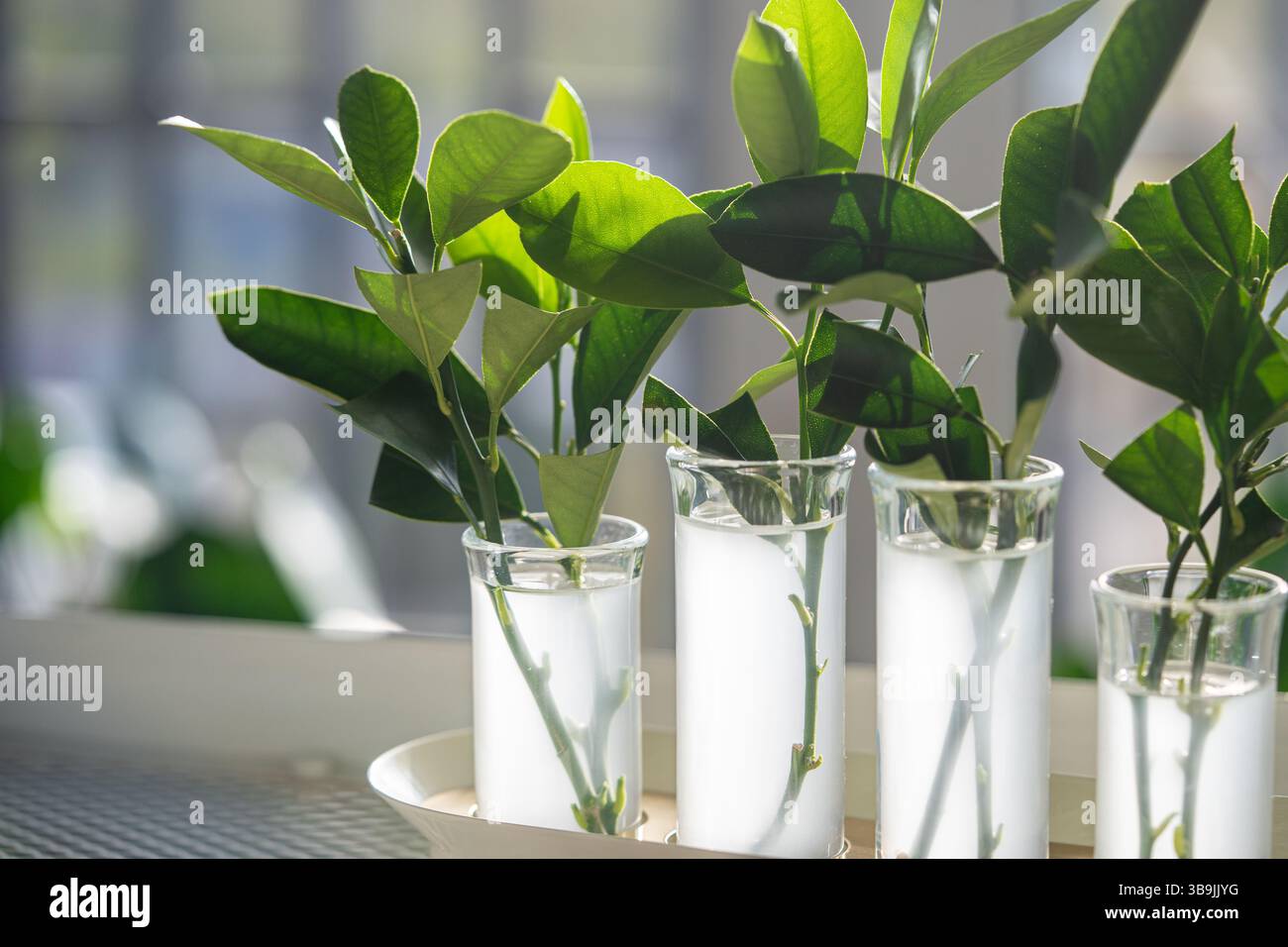 Propagation of citrus trees by cuttings in water enriched with rooting ...