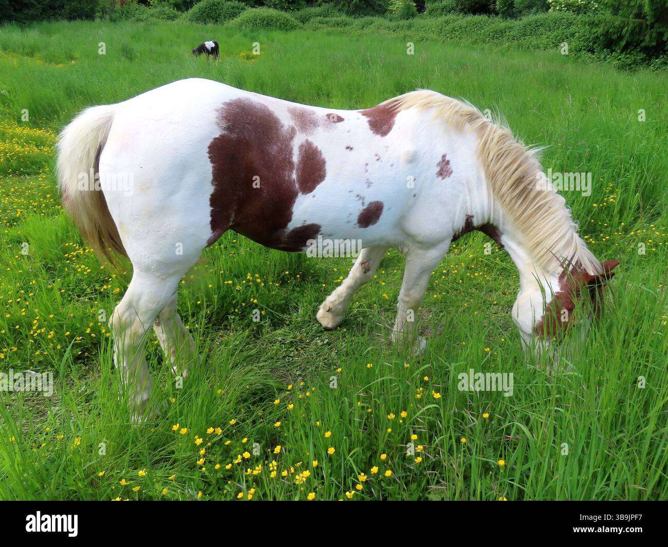 ...und dann meldet sich erneut der Bauch - Hunger - frisches Gras ...