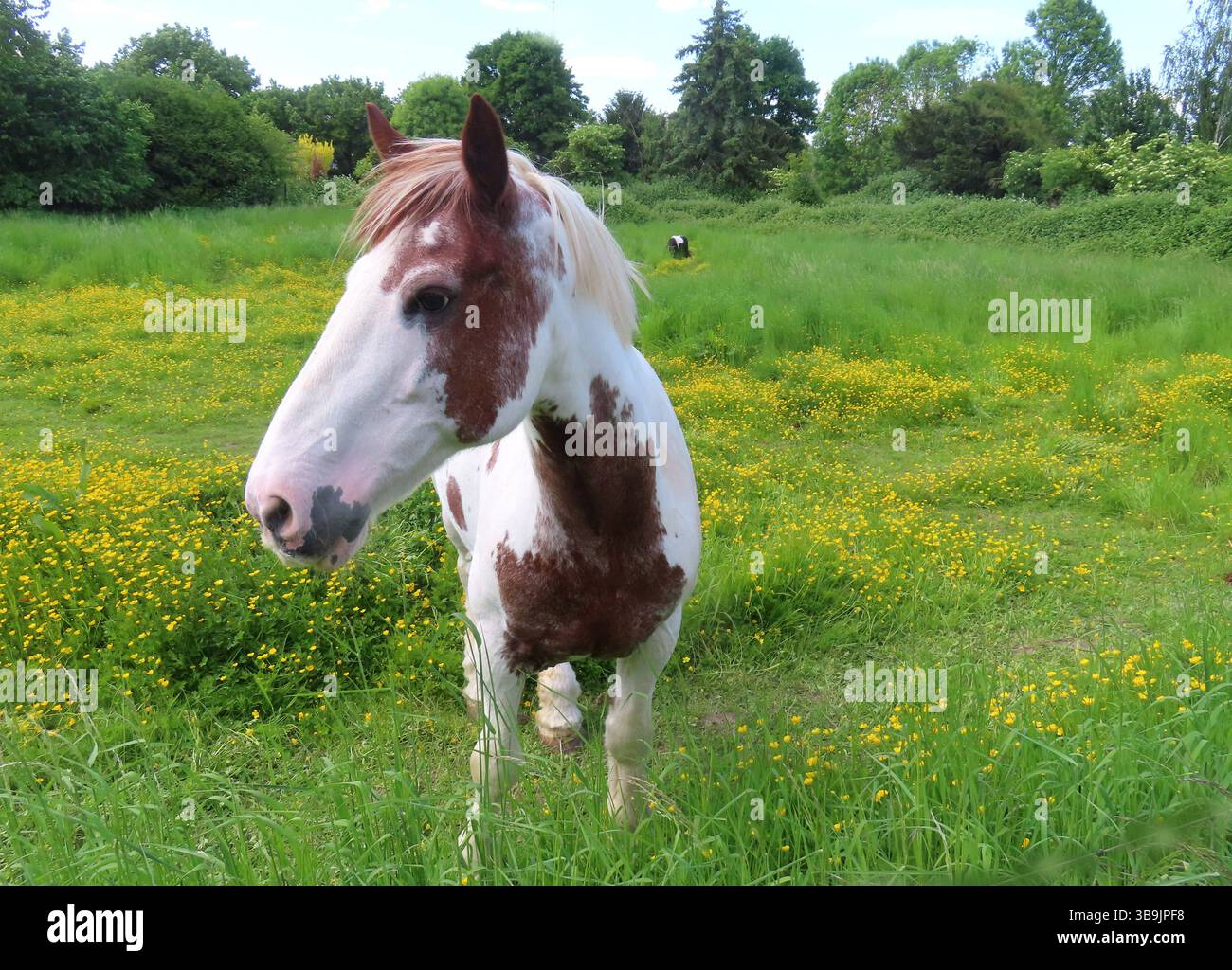 ...neugierig wie sie sind, freuen sie sich auch ueber jede menschliche ...