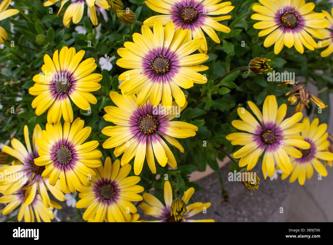 Historic Wallace, Idaho, which is one of only four cities in the United ...