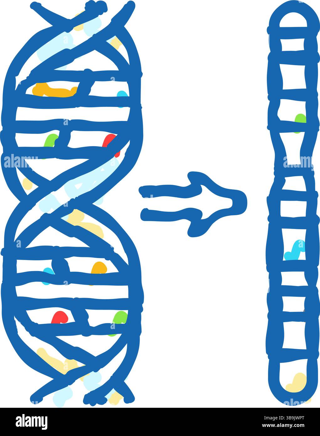 Genes and alleles hi-res stock photography and images - Alamy