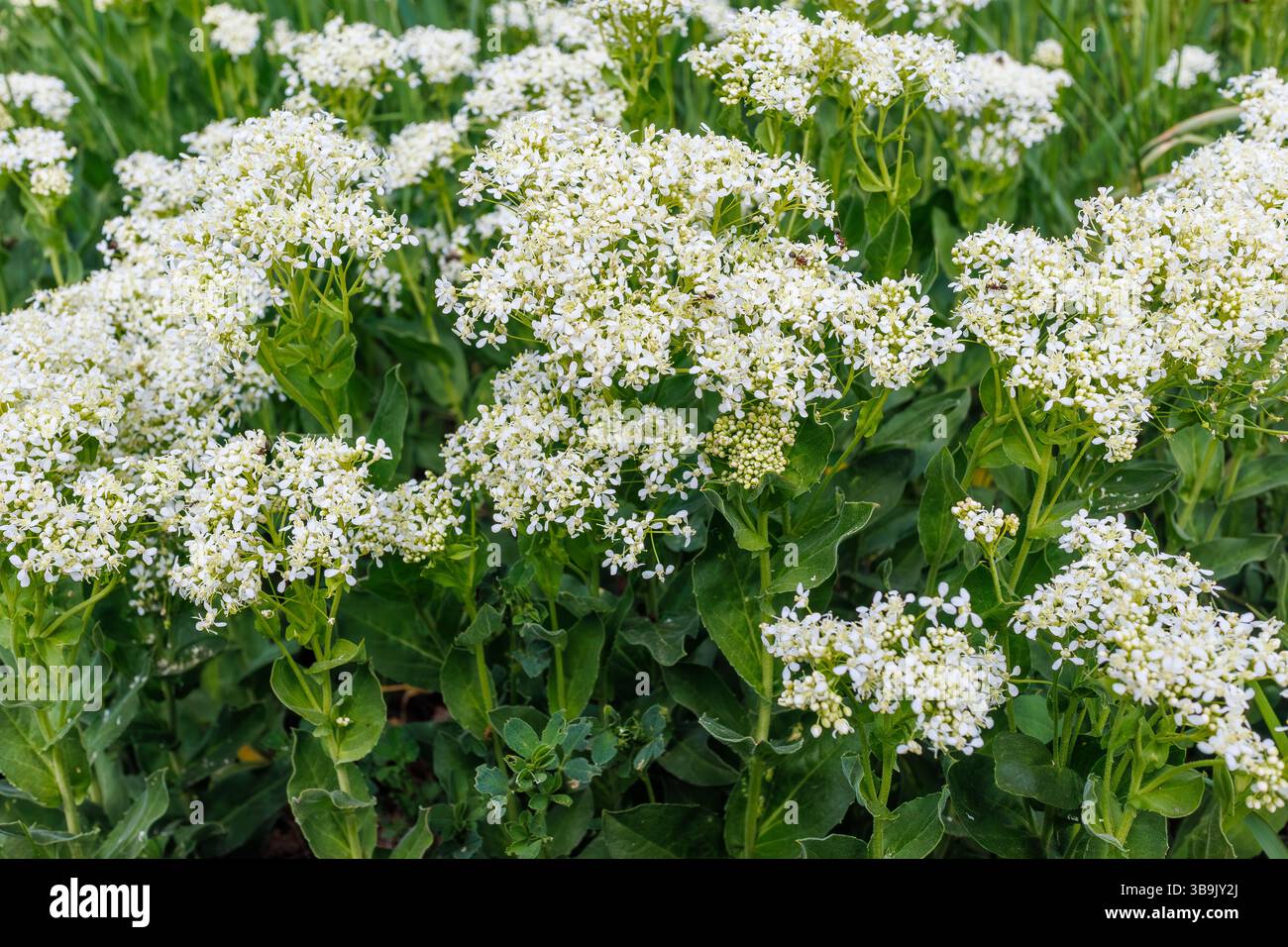 Cluster of Lepidium draba plants with small white flowers growing in a ...