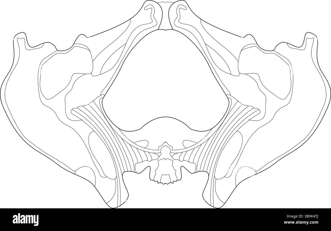 Detailed black and white outline illustration of the human pelvis bone ...