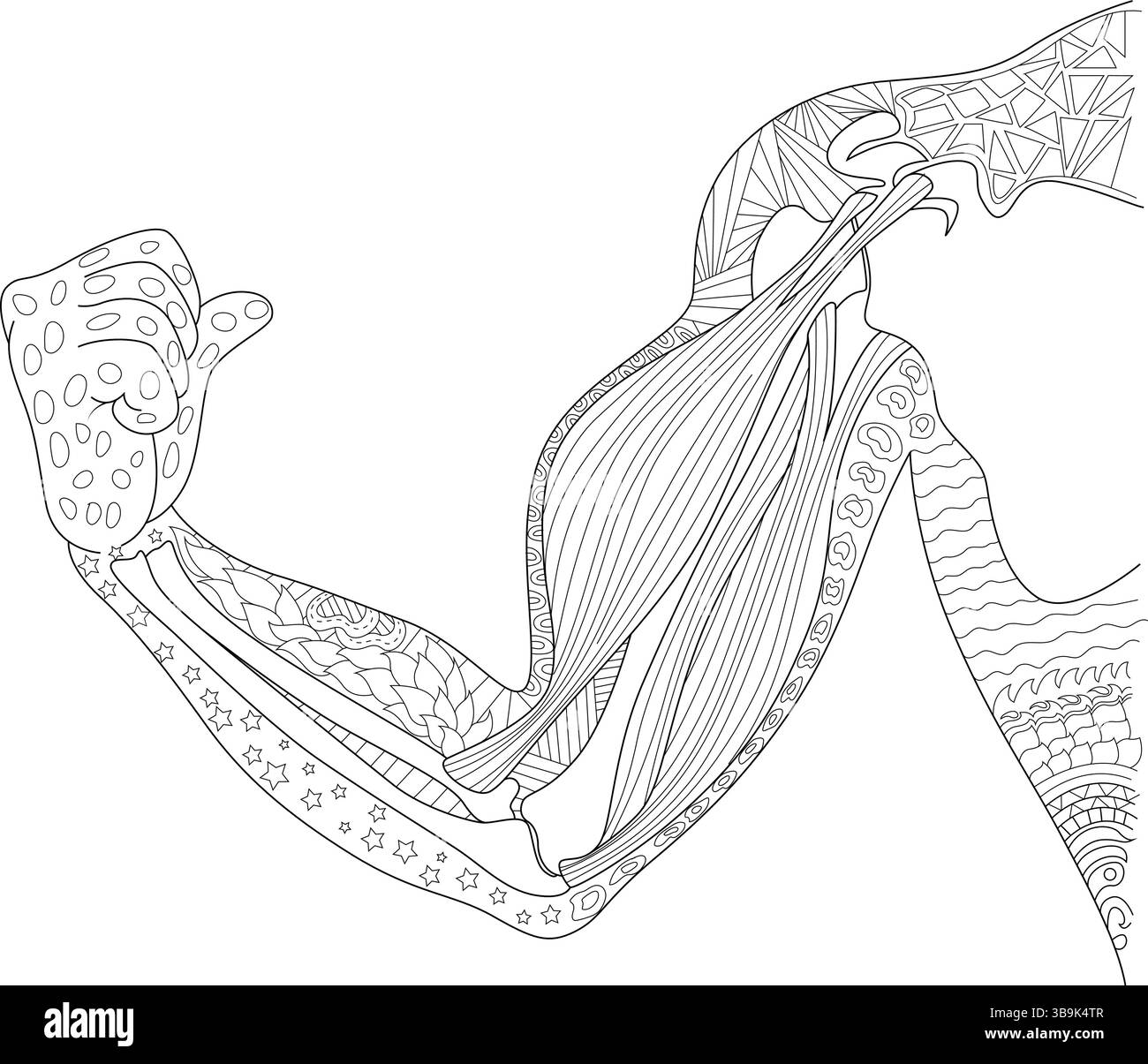 Forearm muscles anatomy Black and White Stock Photos & Images - Alamy