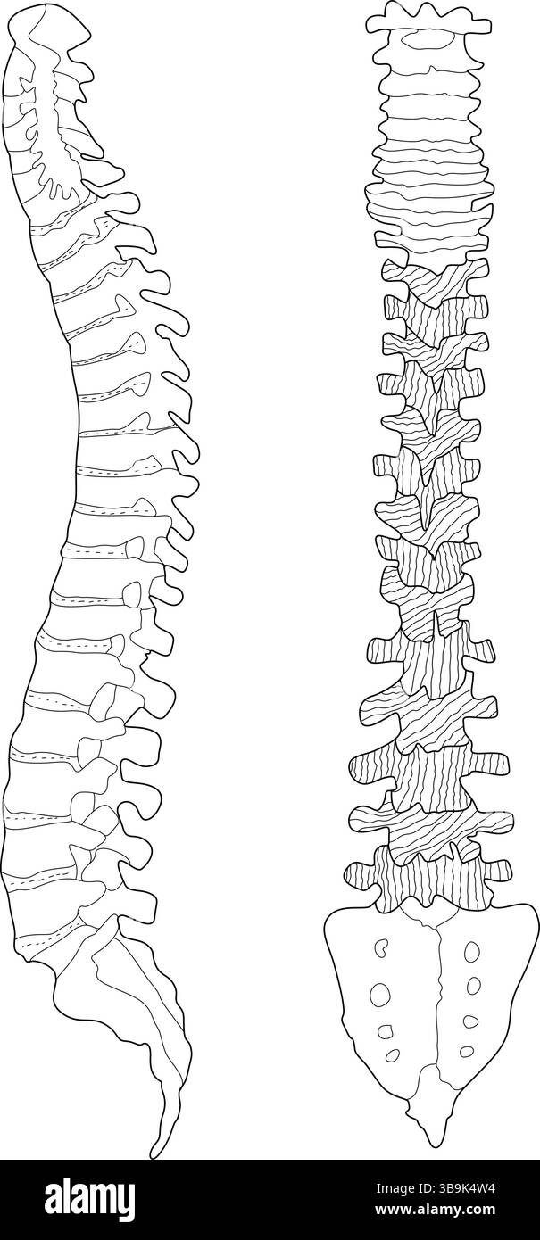 Detailed line drawing illustration showing the sagittal (side) and ...