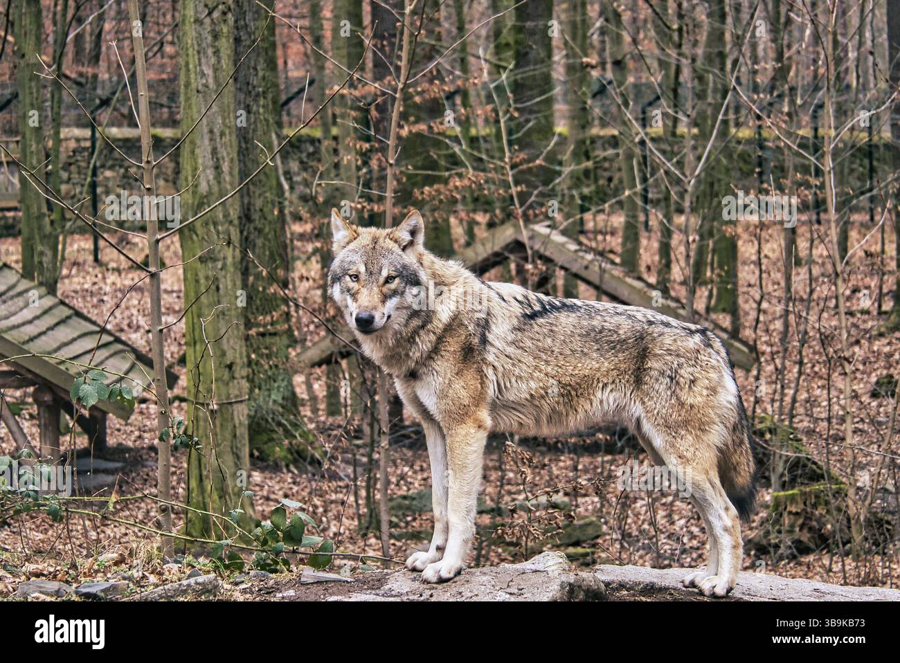 Grey wolf standing hi-res stock photography and images - Alamy