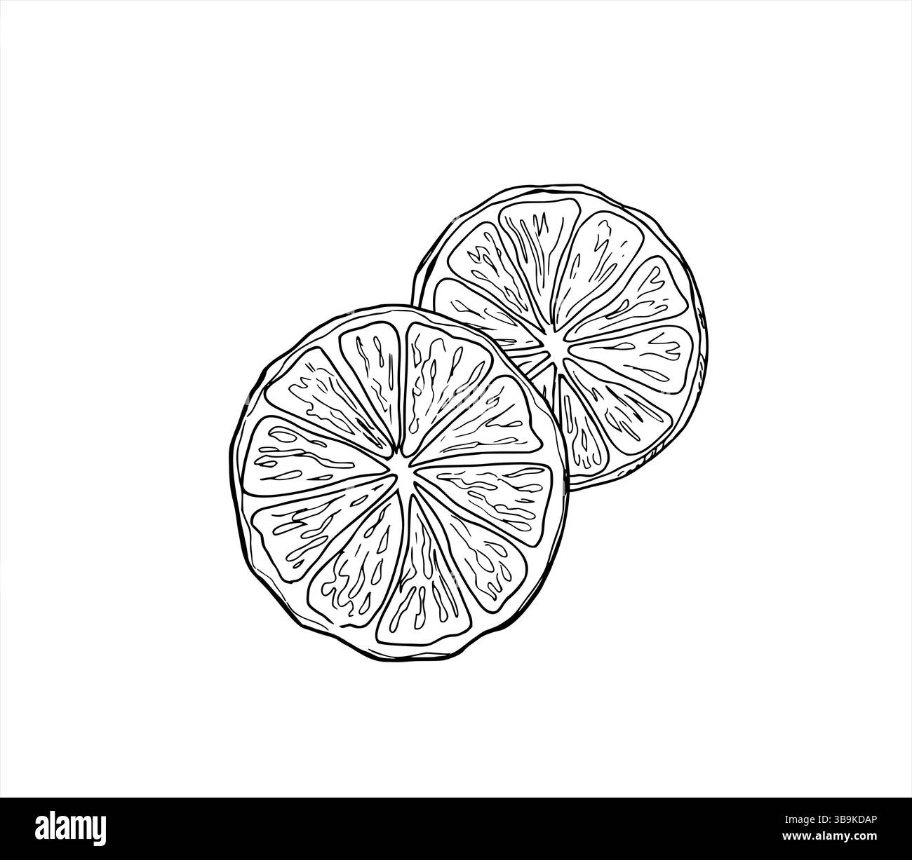 Two monochrome round orange slices vector illustration painted by black ...