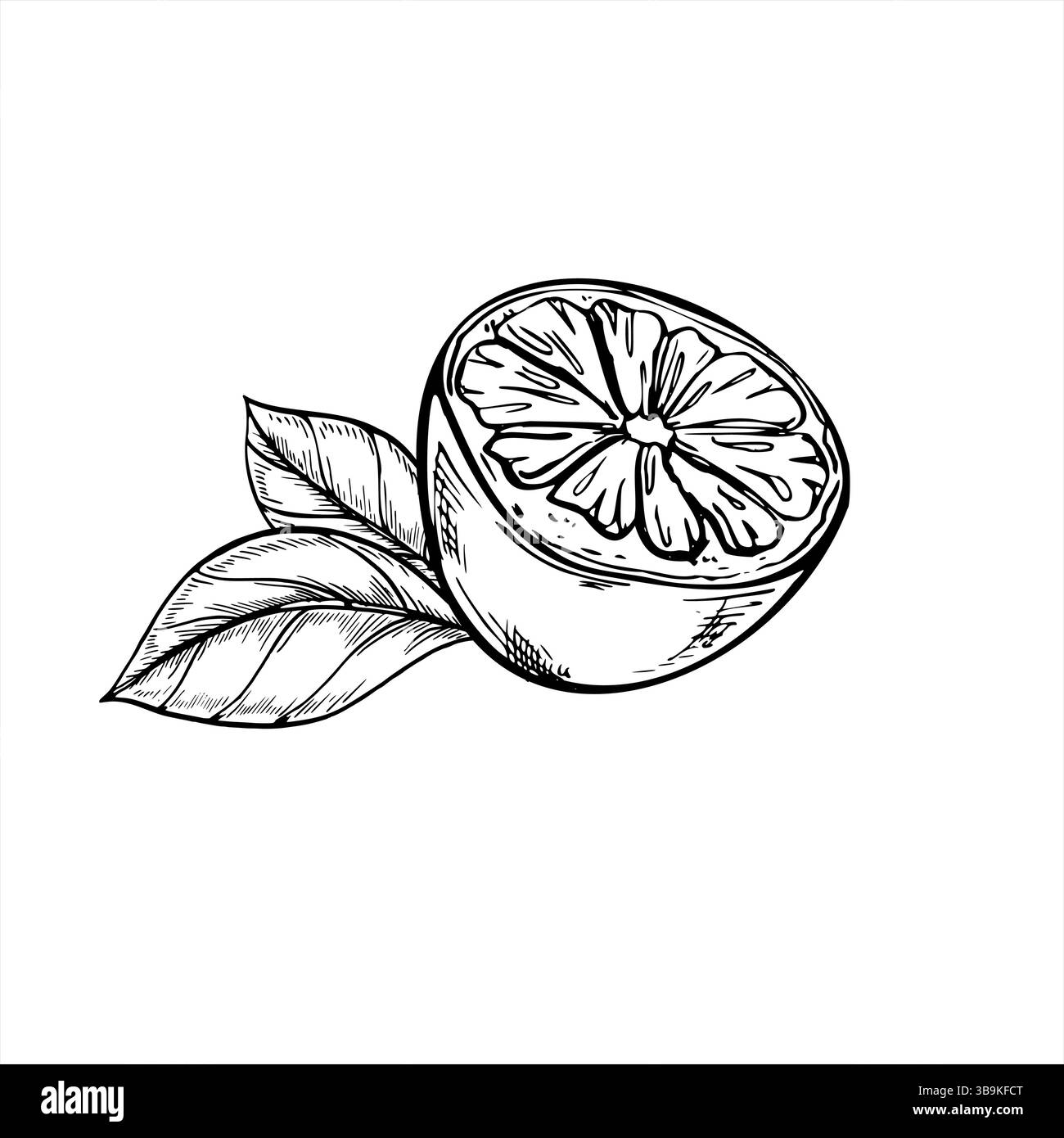 Lime citrus slice isolated Black and White Stock Photos & Images - Alamy