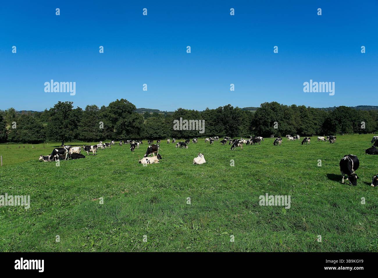 Cattle dairy herd normandy france hi-res stock photography and images ...