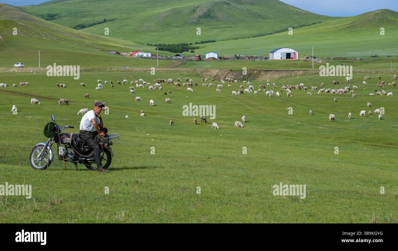 Mongolian herdsman resting on a motorcycle with sheep grazing in the ...