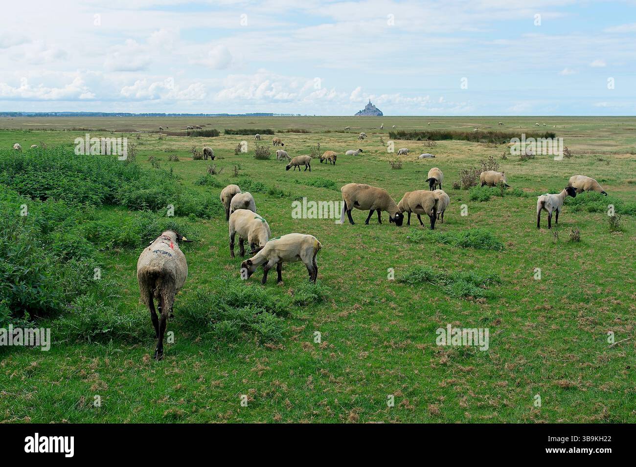 Sheep grazing in front of mont saint michel hi-res stock photography ...