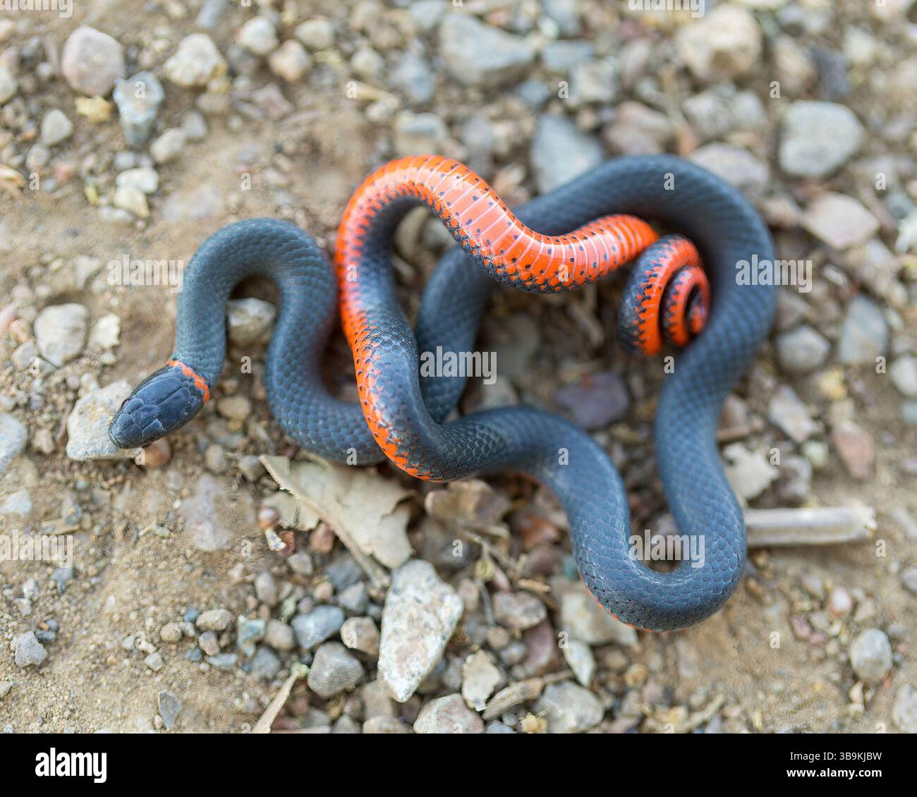 Pacific ring-necked snake juvenile in defensive posture. Stevens Creek ...