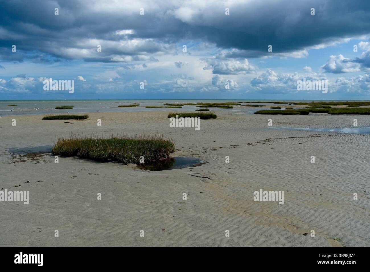 Coastal plains of the English Channel or La Manche at Quettehou in ...