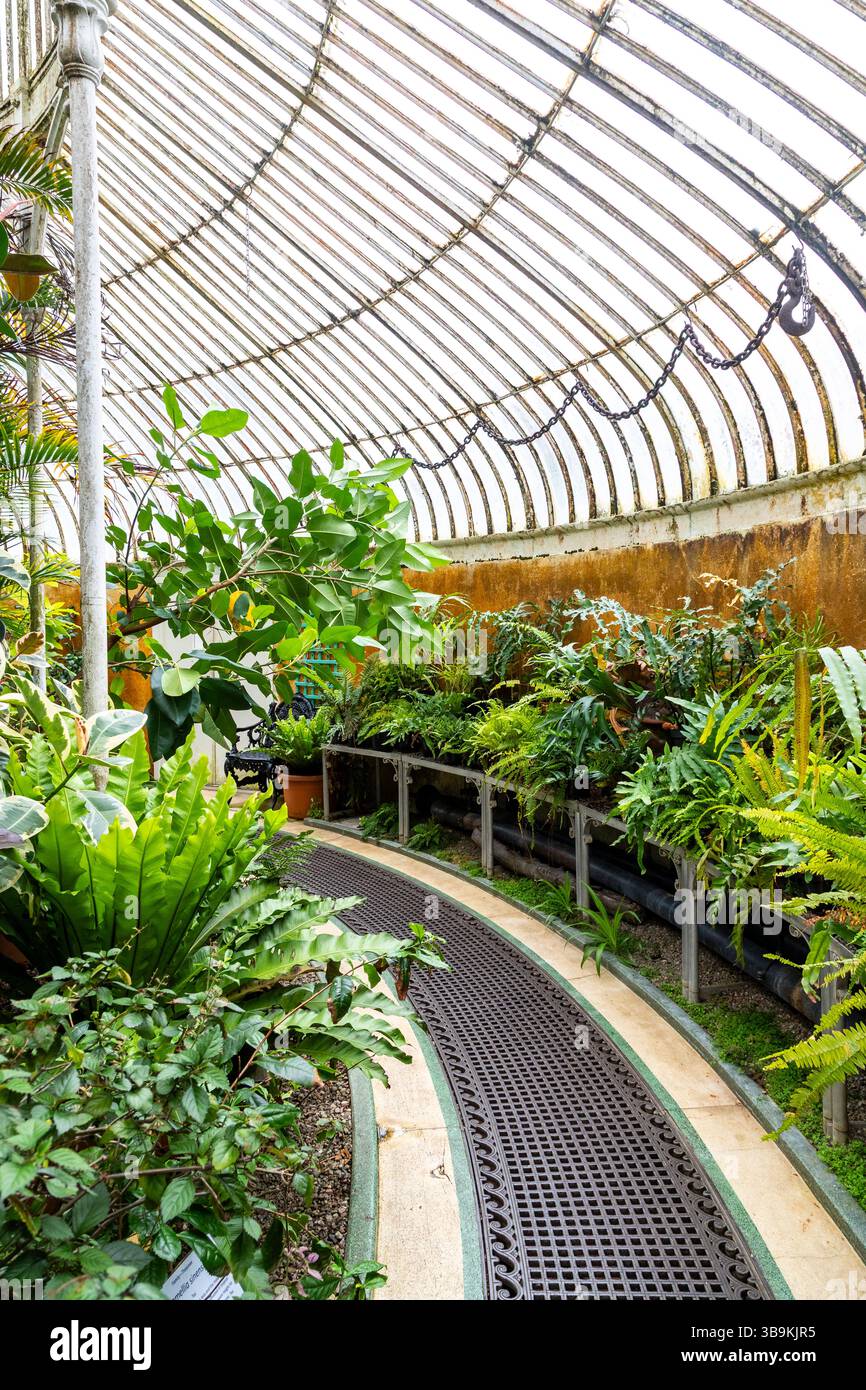 Palm House, Belfast Botanical Gardens Stock Photo - Alamy