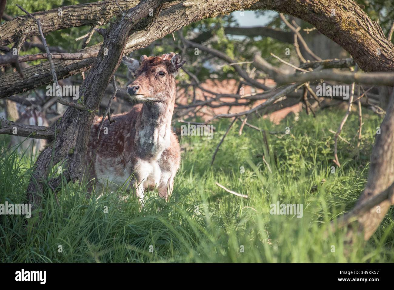 A deer stands alert under a natural archway of branches in Phoenix Park ...