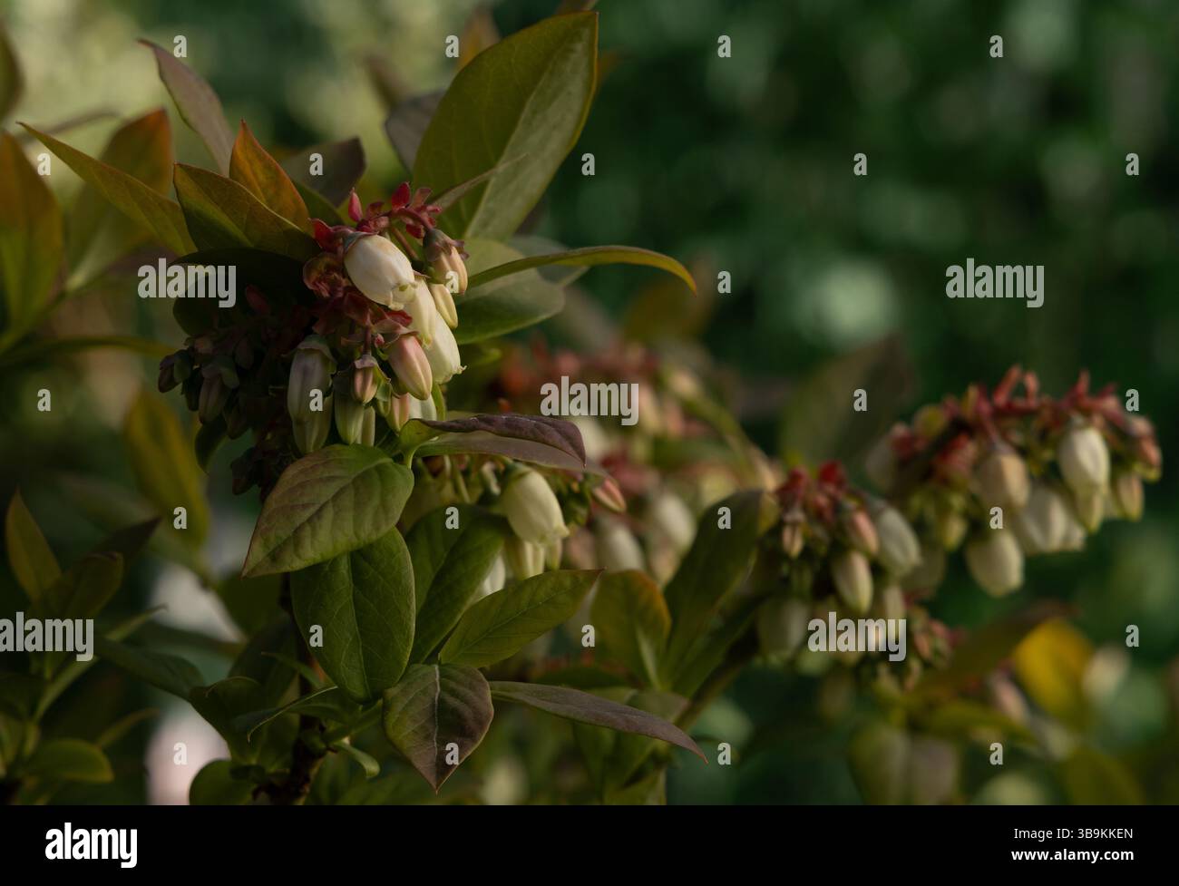 Young blueberry bushes, blooming blueberry flowers in the garden in ...