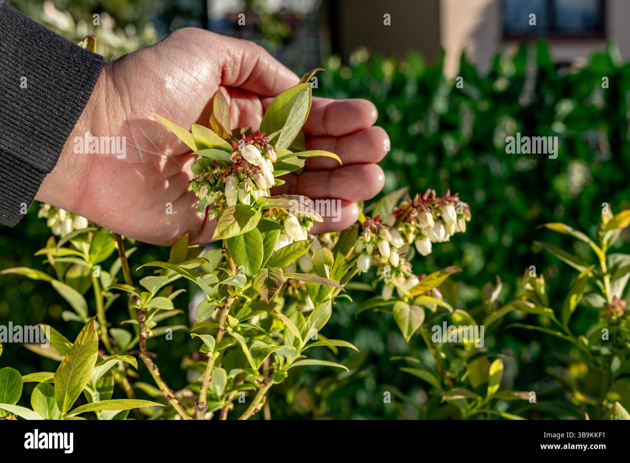 Young blueberry bushes, blooming blueberry flowers in the garden in ...