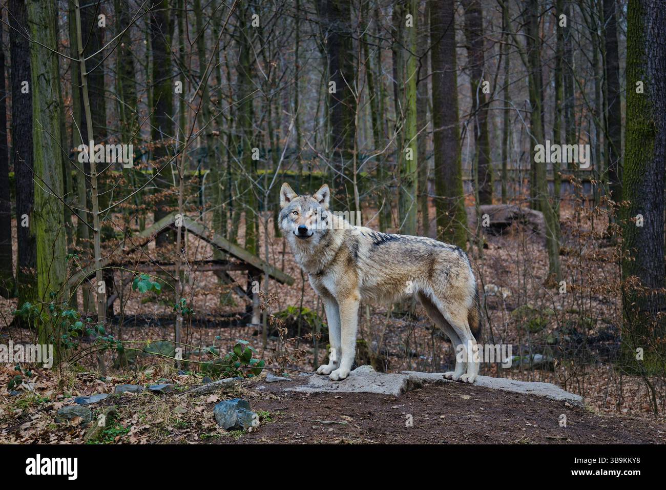 Majestic beast crown hi-res stock photography and images - Alamy