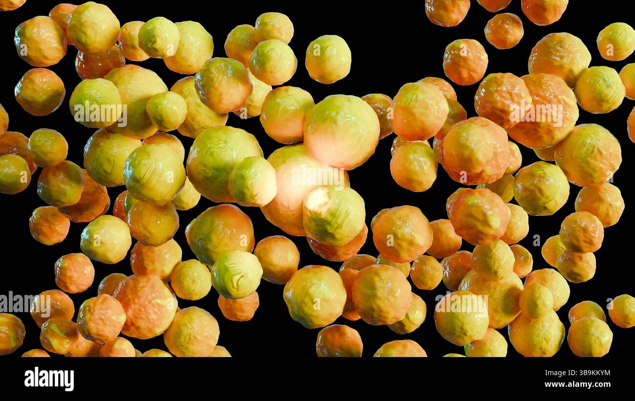 Weight loss process. fat burn in human tissue, Adipose connective ...