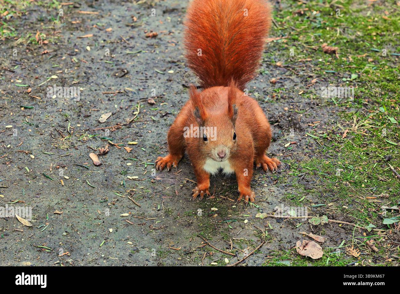 Ground squirrel habitat hi-res stock photography and images - Alamy