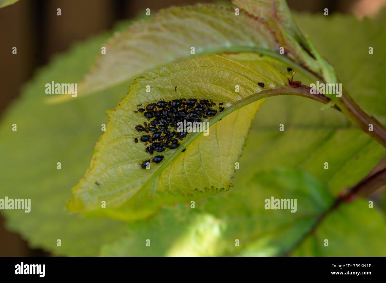 Invasion of colony of black parasites Black Cherry Aphids on cherry ...