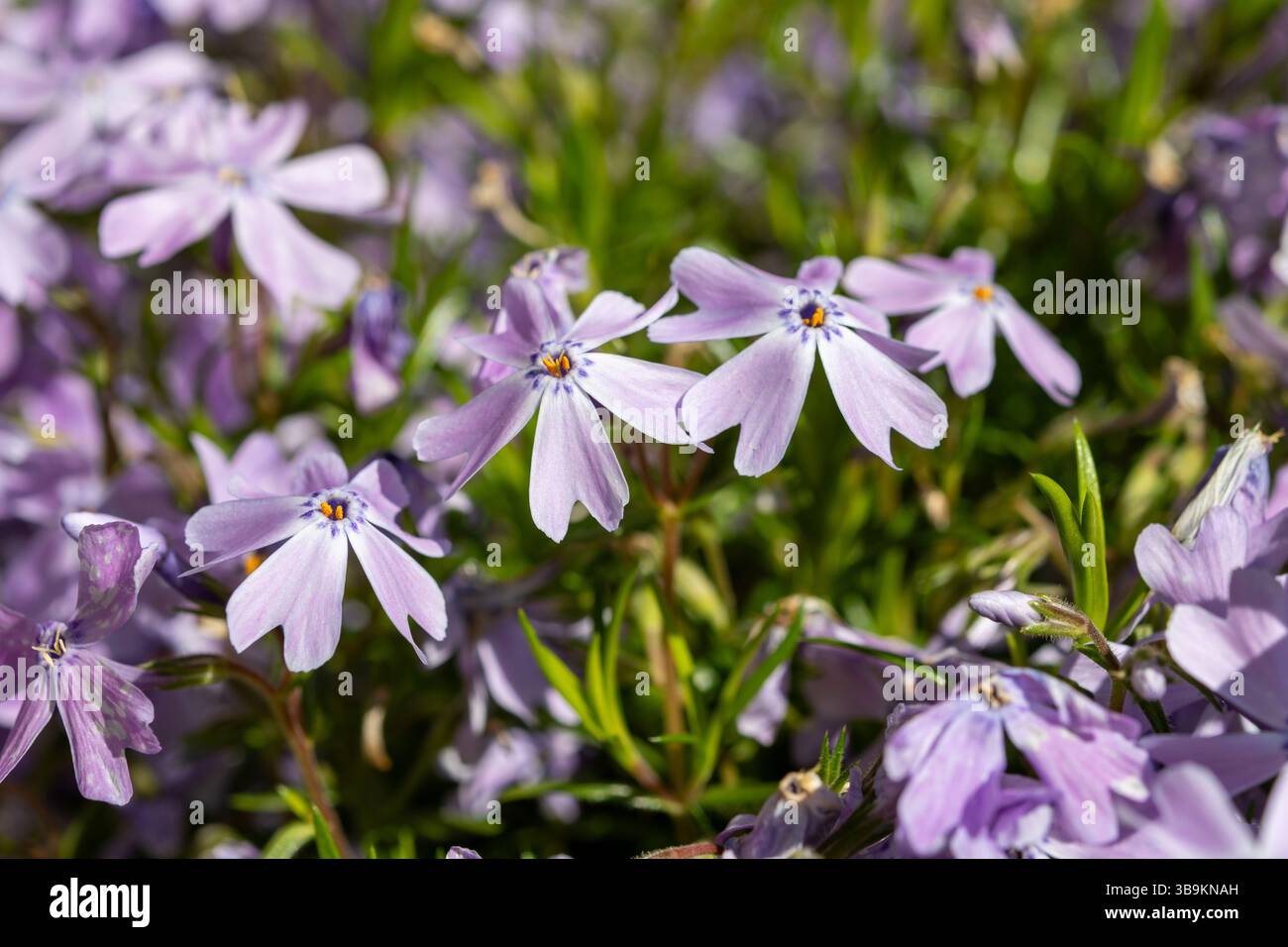 Spring blossom of mountain emerald blue creeping phlox subulata in ...